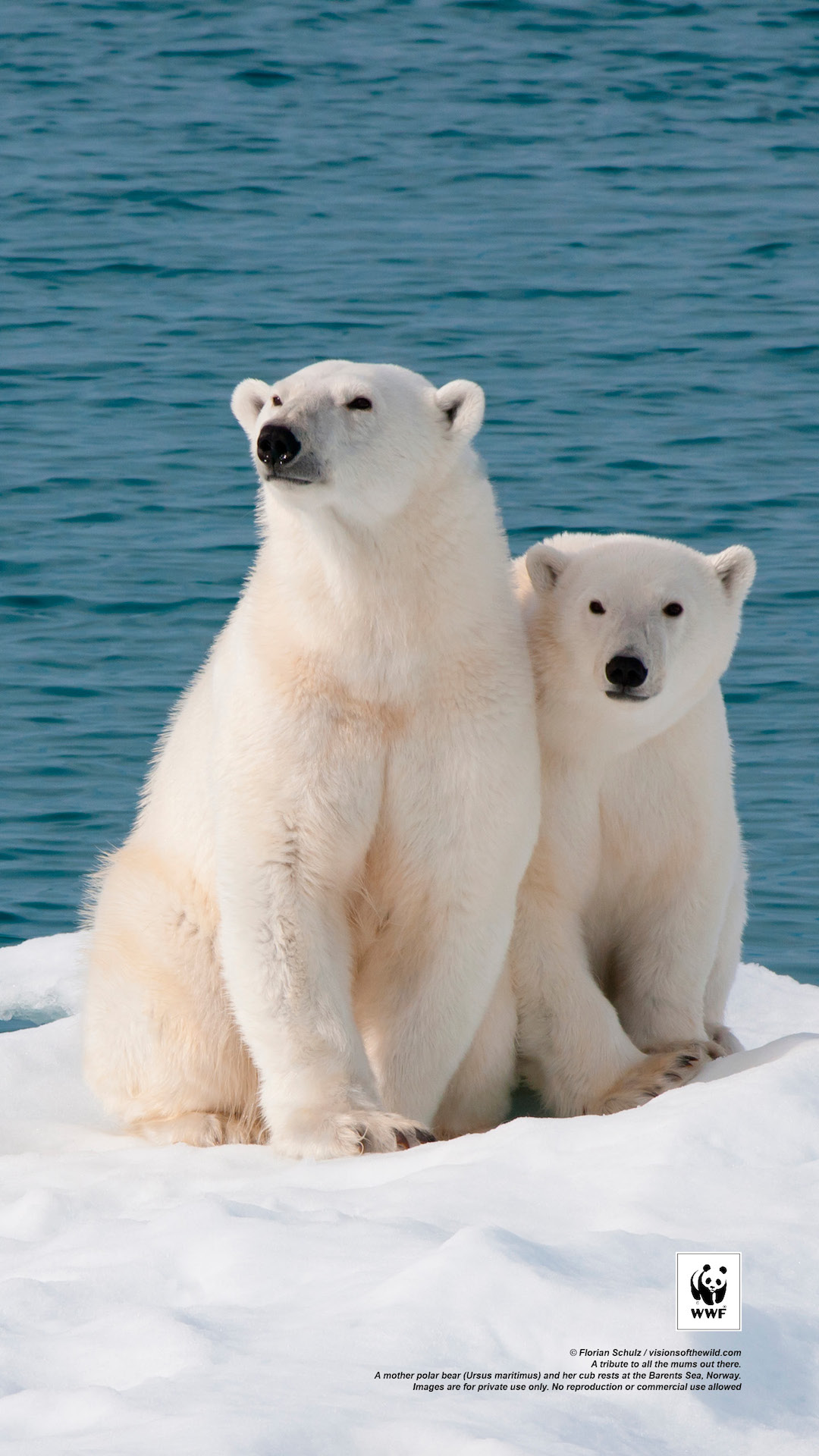 Wwf Wallpaper Animals